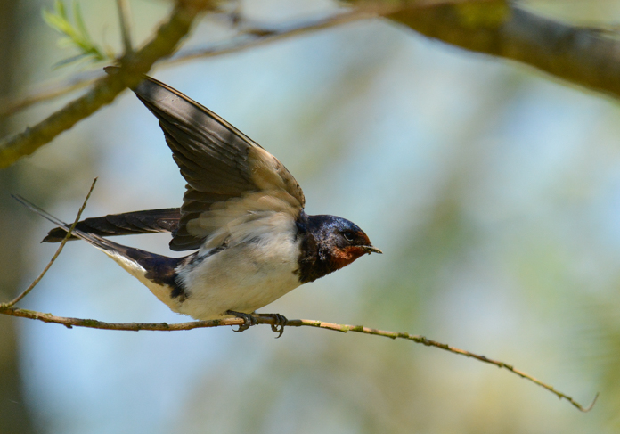 Le Bercuit par Dion-le-Val – Le Bruant Wallon