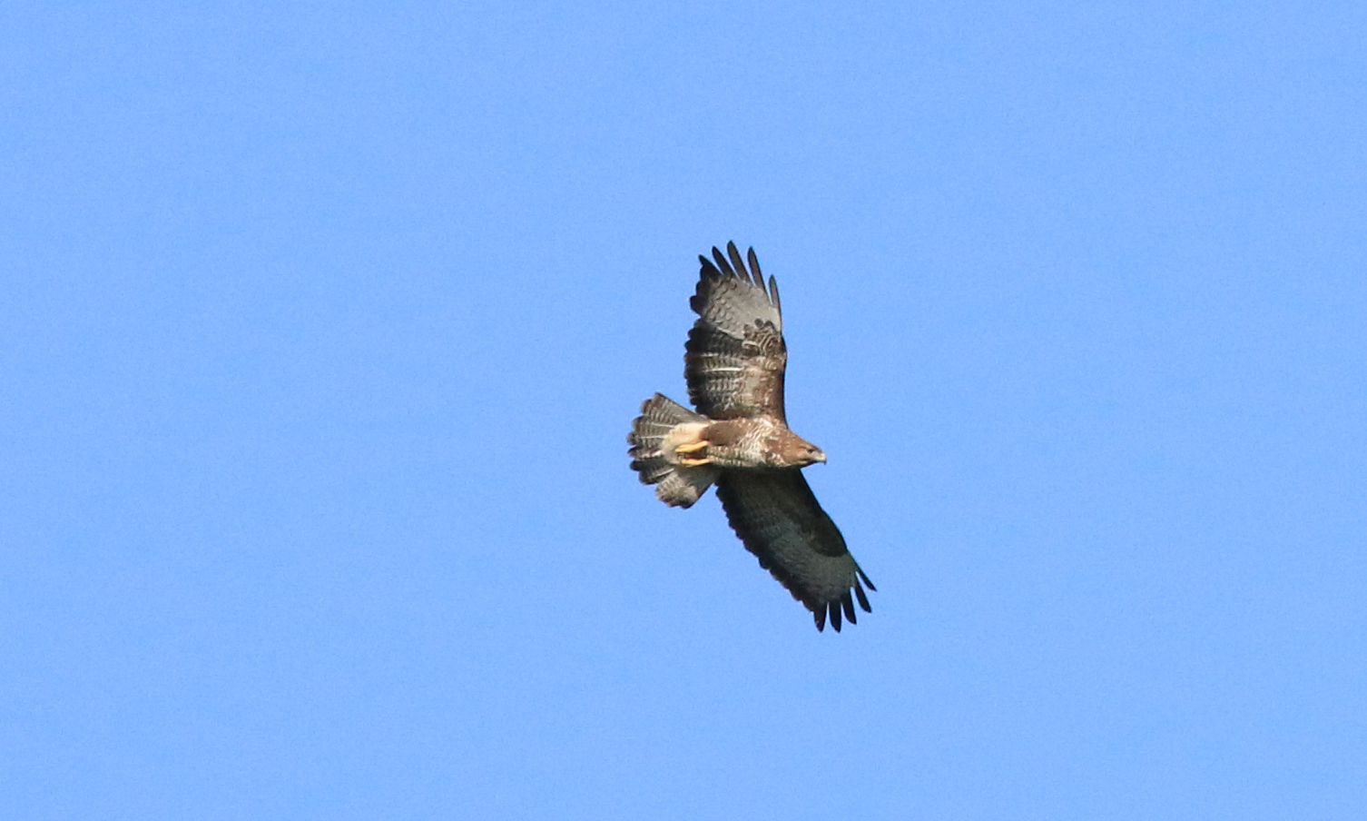 Fiche 80 : La Buse variable – Le Bruant Wallon