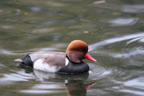 Fiche 54 : La Nette rousse – Le Bruant Wallon